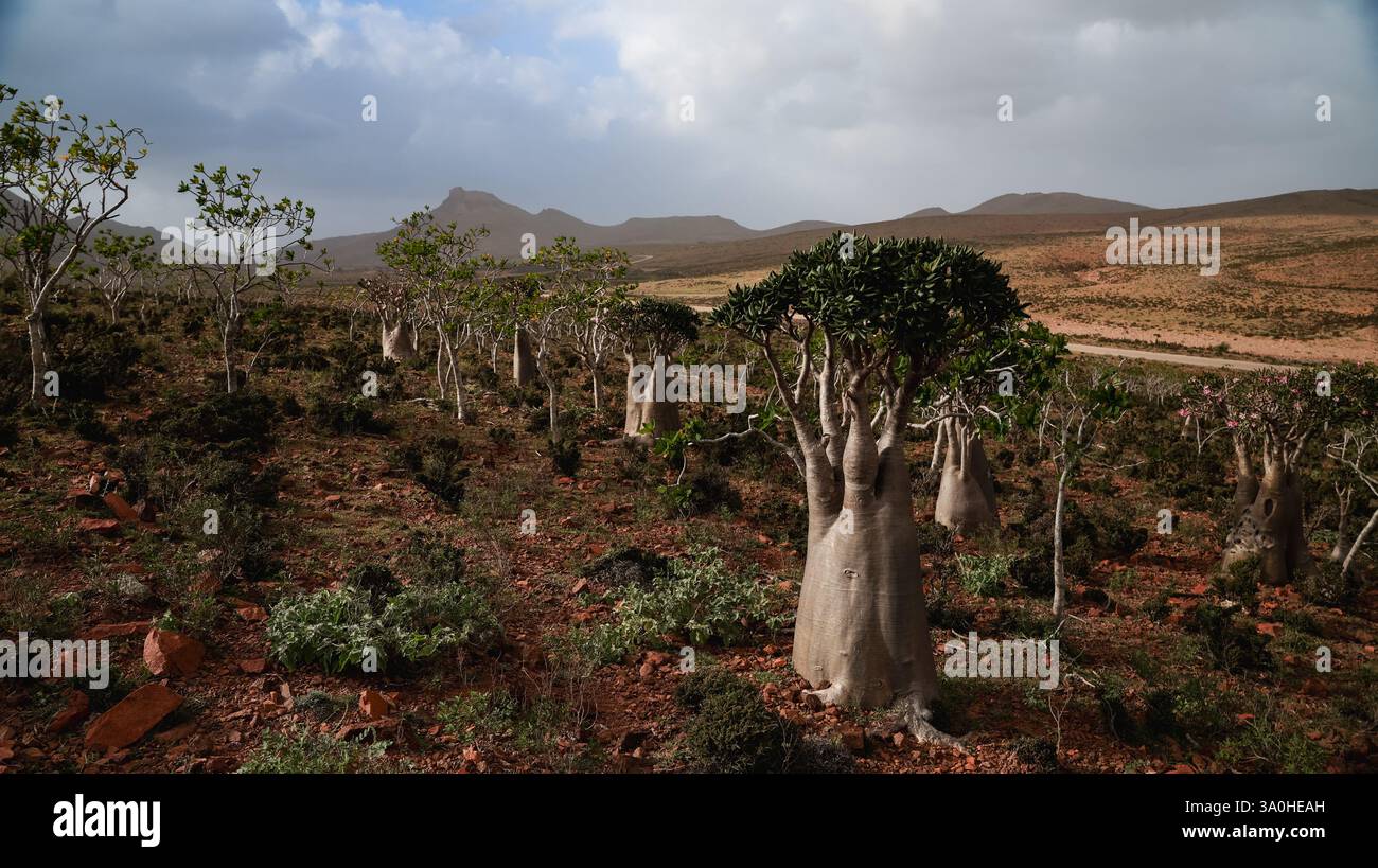 Explore the enchanting landscape of Socotra featuring unique dragon ...