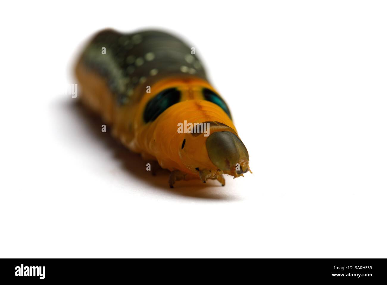 Cute Caterpillar Oleander Hawk-moth (Daphnis nerii) macro on white ...