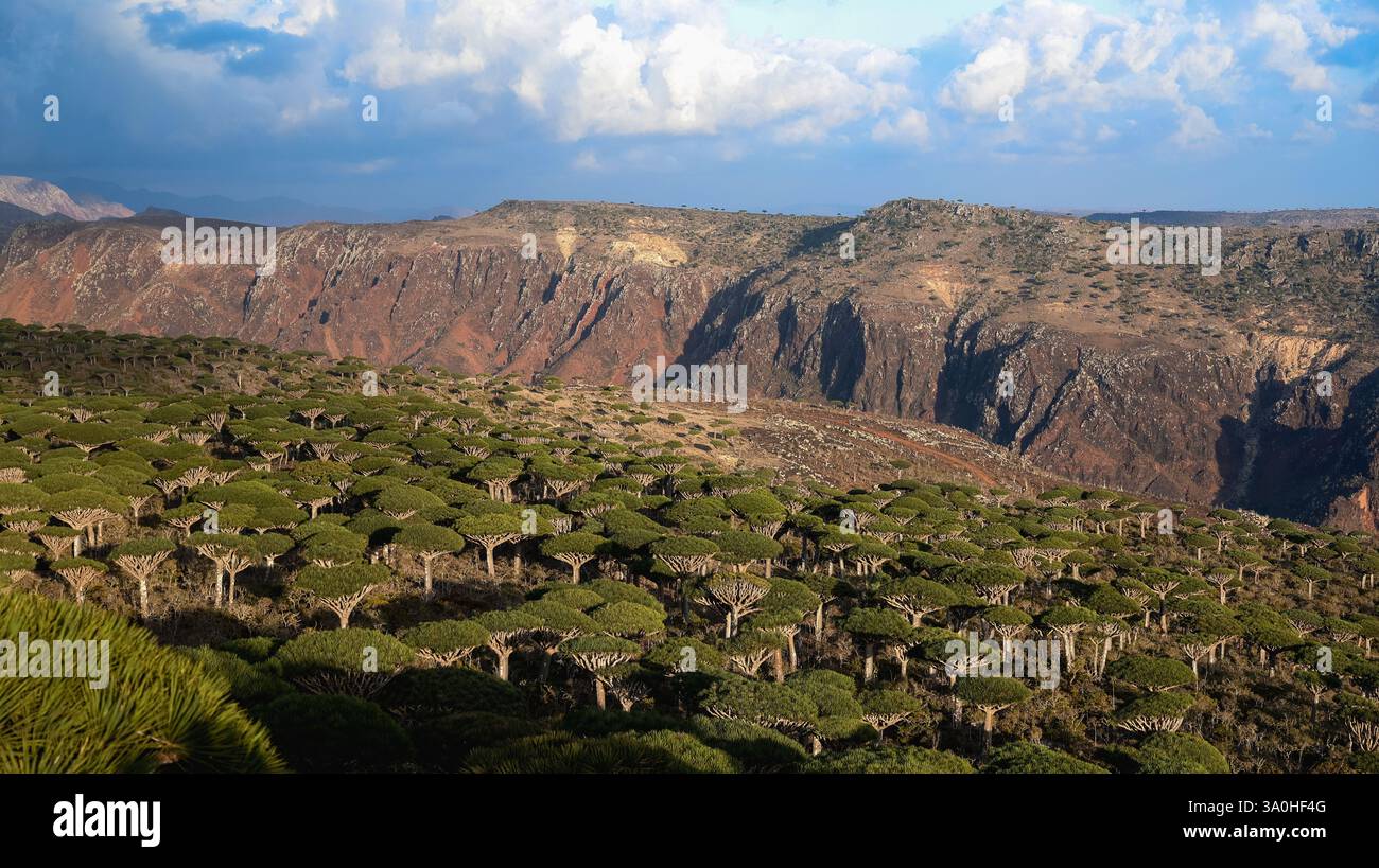 Explore the stunning landscape of Socotra with its distinctive Dragons ...