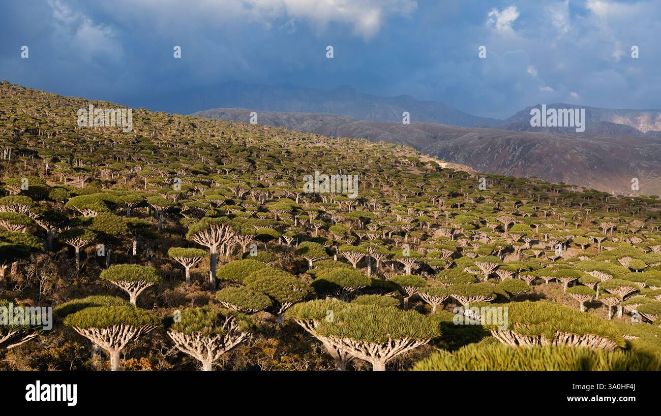 Explore the enchanting landscape of Socotra Island where dragon blood ...