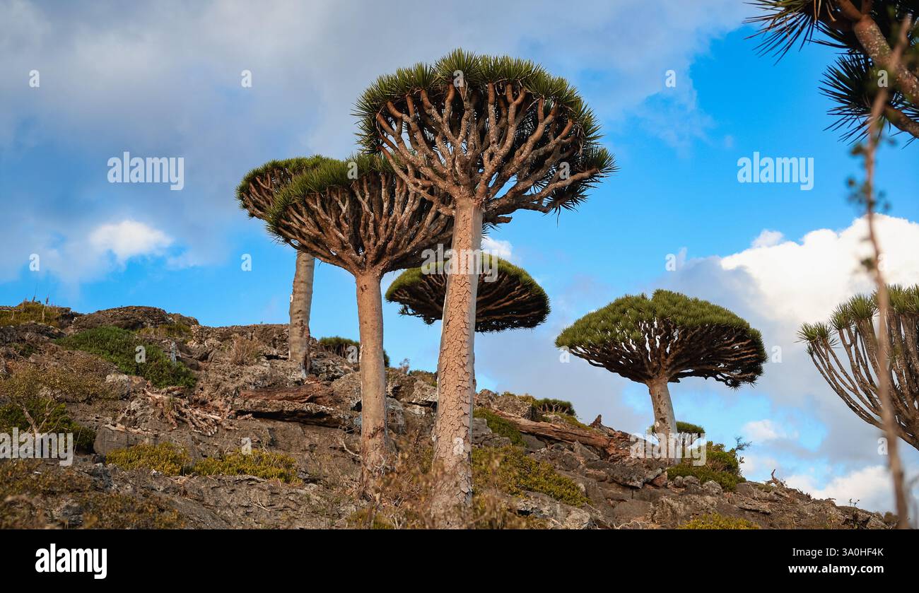 Dragon blood trees stand tall on the rocky terrain of Socotra ...