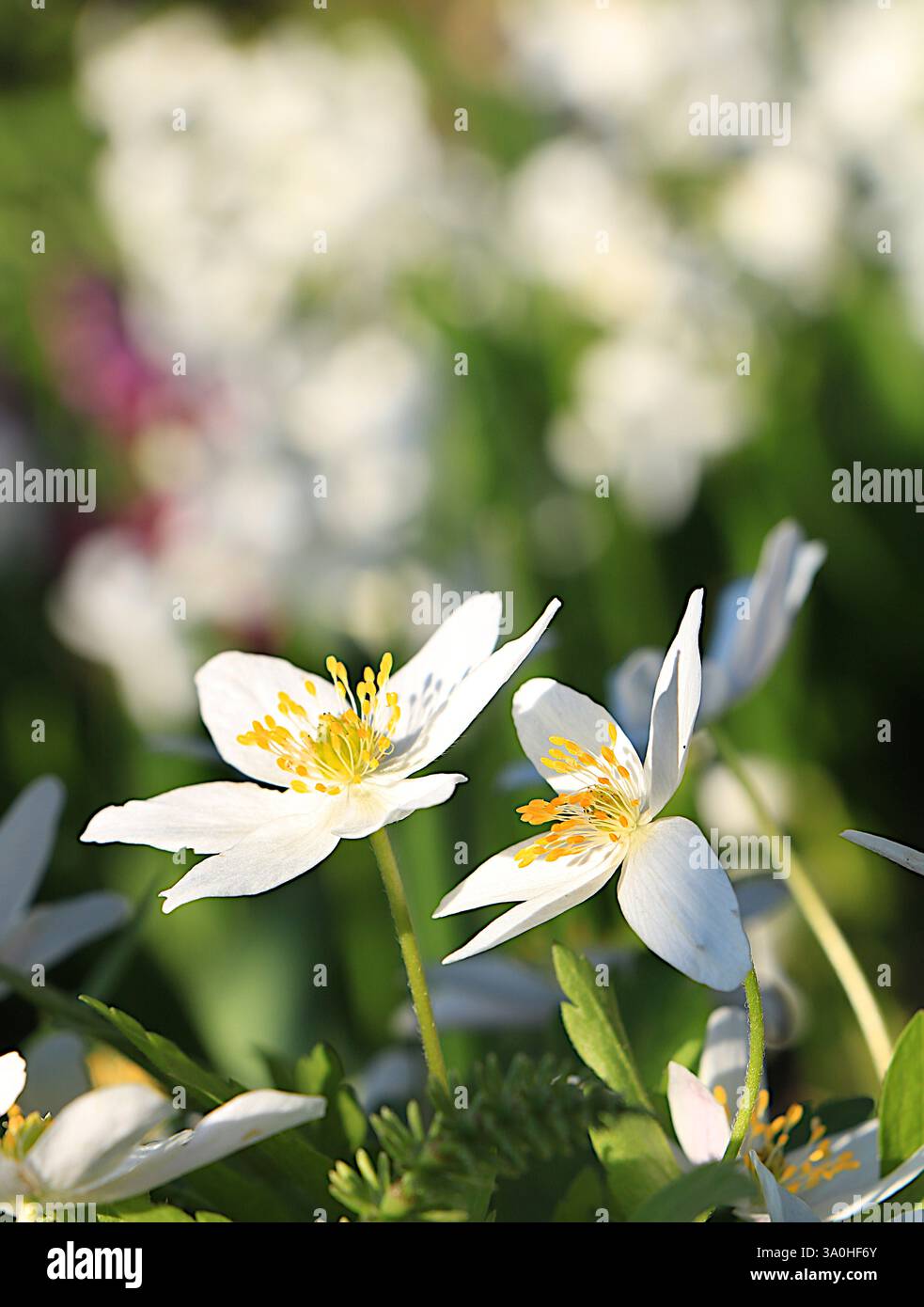 Delicate first anemone flowers in the spring forest. Abstract floral ...