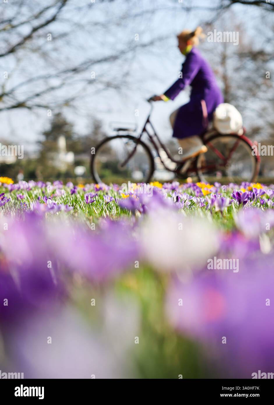 Hamburg, Germany. 04th Mar, 2025. Crocuses bloom on a meadow next to a ...