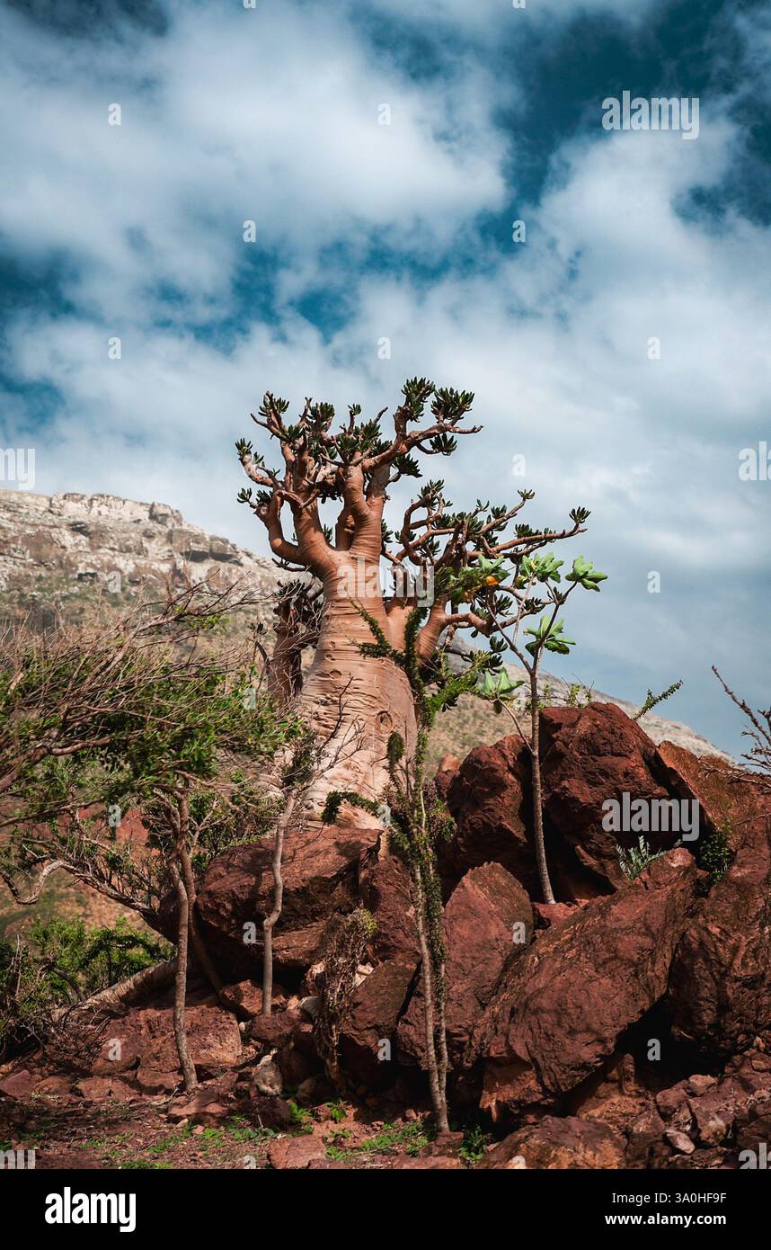 Discover the remarkable dragon blood trees in Socotras rugged terrain ...