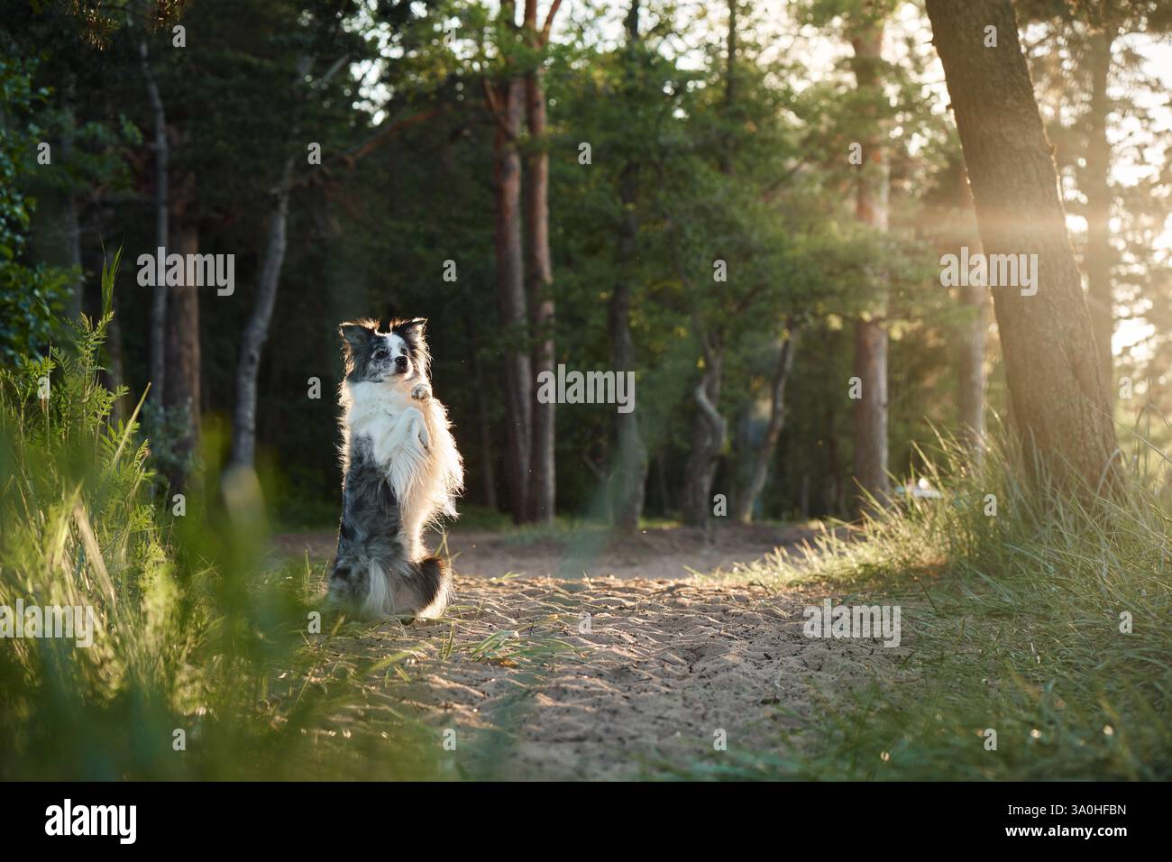 A Border Collie stands in the forest with sunlight streaming through ...
