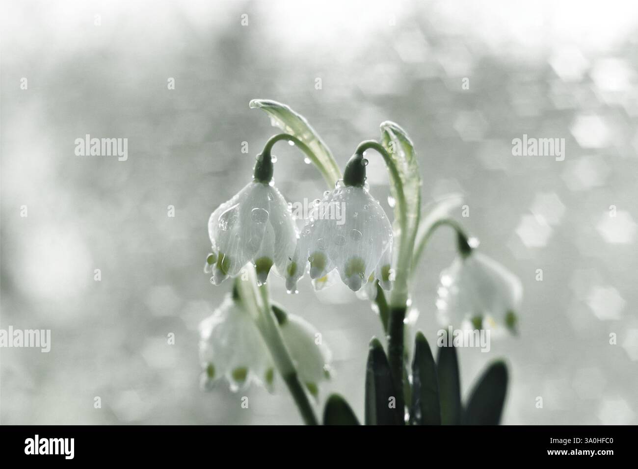 The first spring flowers lilies of the valley with drops after the rain ...