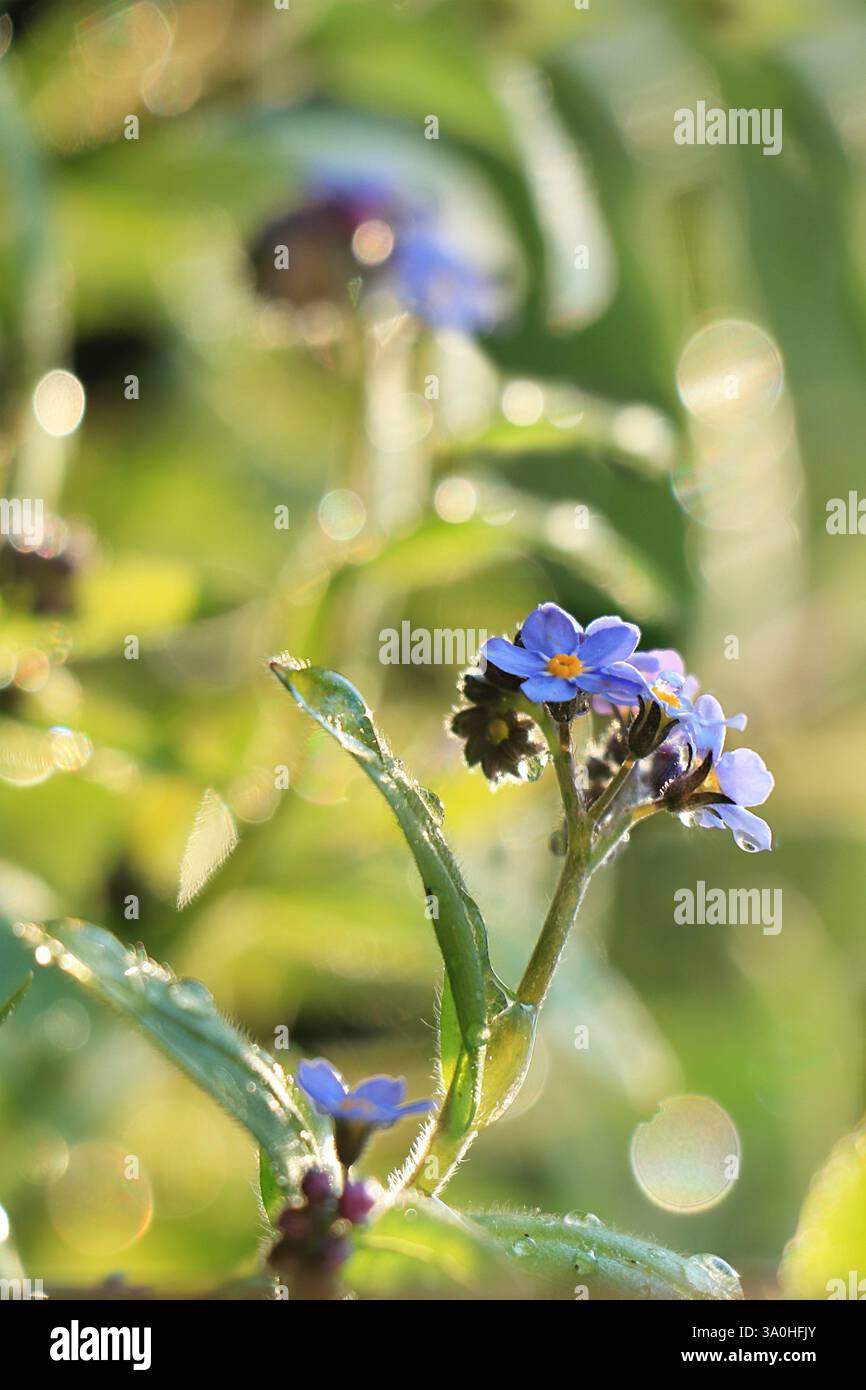 The first forget-me-not flowers in the spring forest. Abstract floral ...