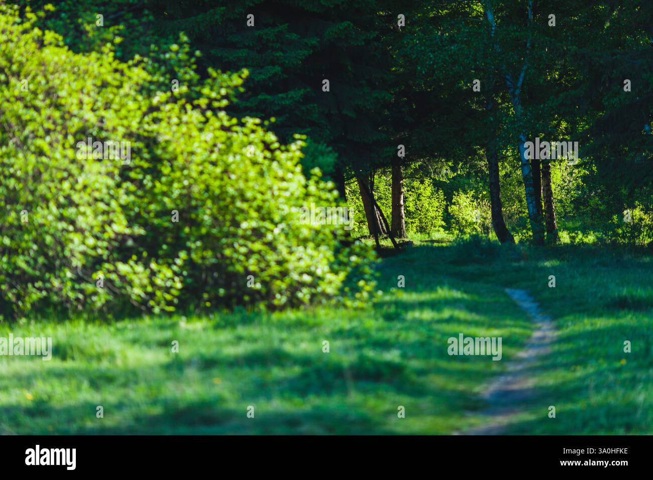 This photograph captures a beautiful, lush forest scene, where a narrow ...