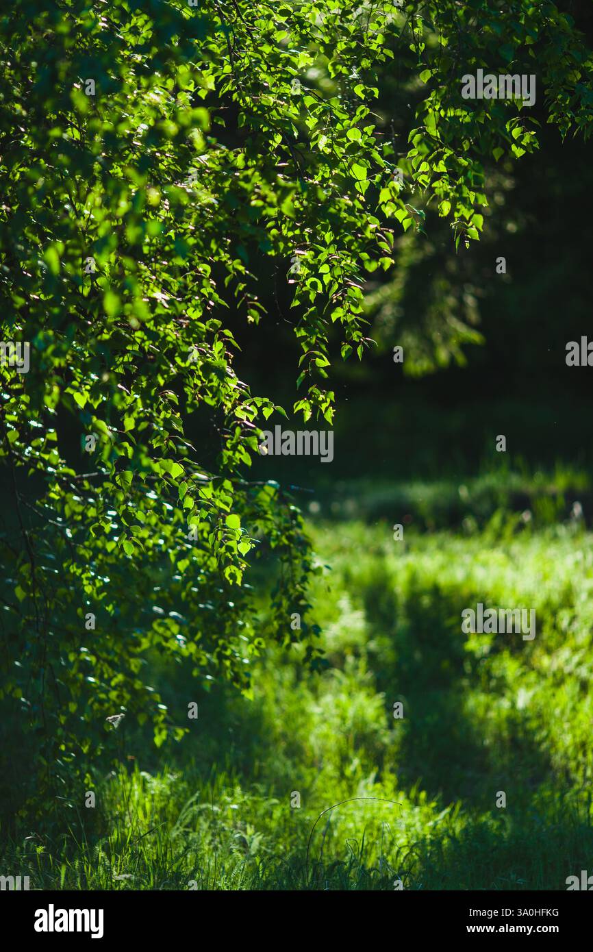 This photograph captures a serene moment in nature, with sunlight ...