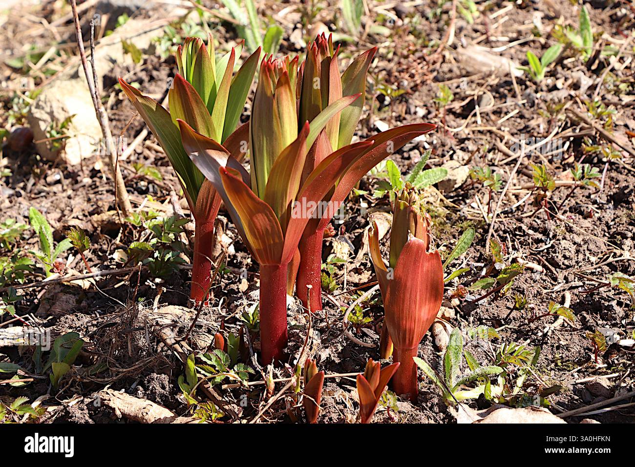 Delicate first sprouts of flowers in the spring garden.Abstract floral ...