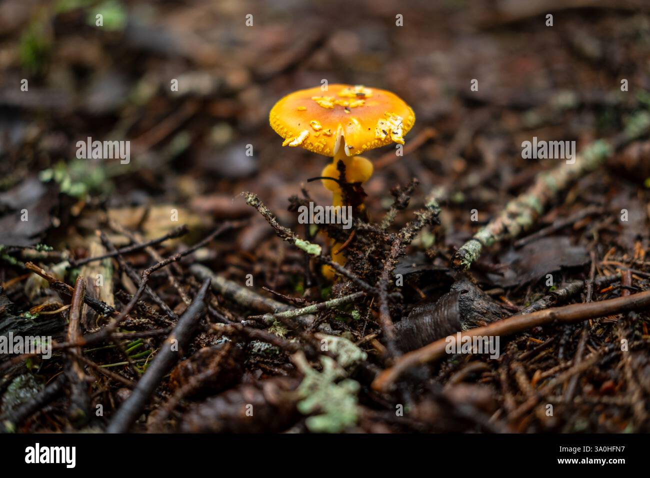 View of a mushroom growing among green, fuzzy foliage near Cherokee in ...