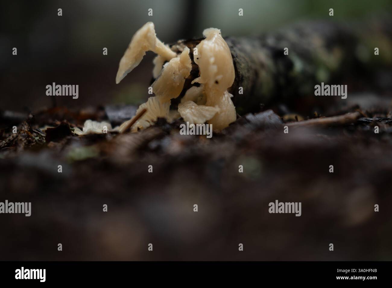 View of a mushroom growing among green, fuzzy foliage near Cherokee in ...