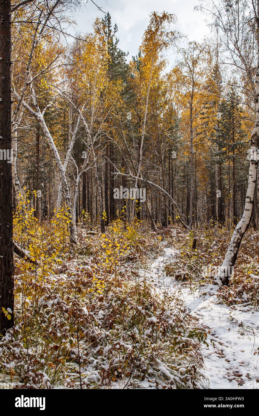 A scenic autumn forest landscape lightly dusted with snow, highlighting ...