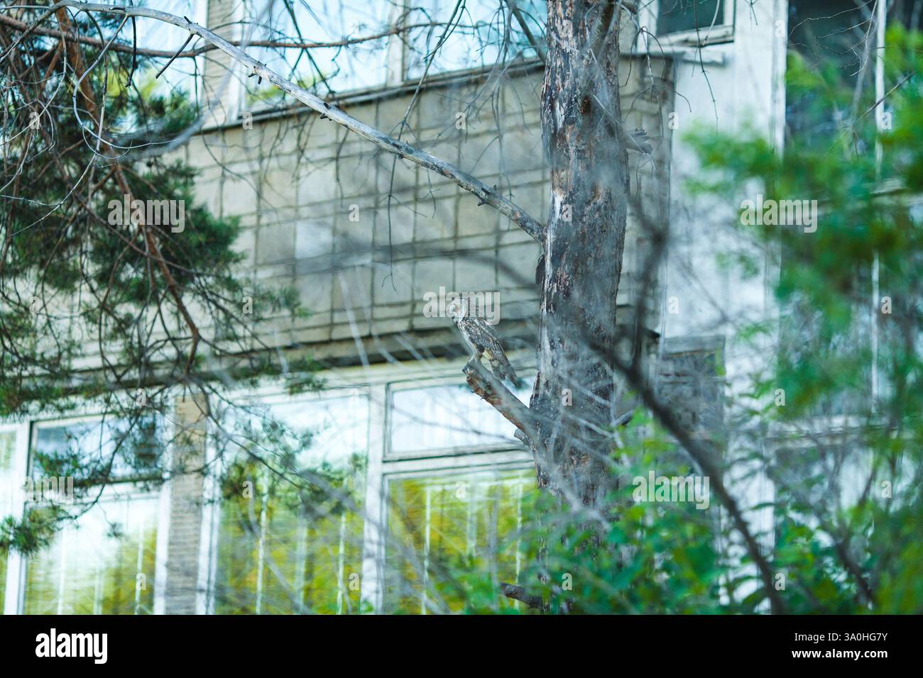 This image captures an owl perched on a tree branch in an urban setting ...