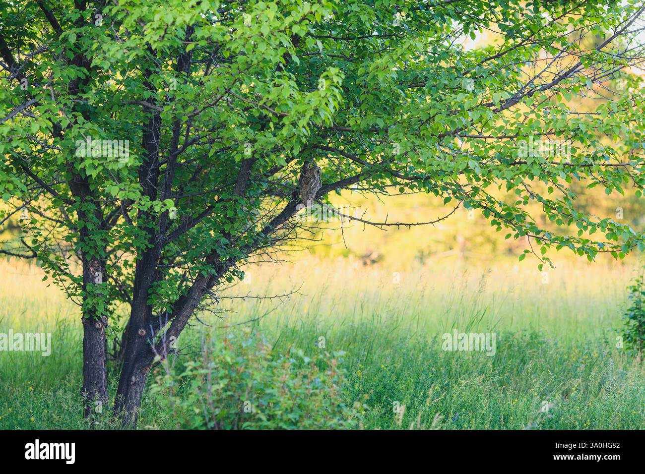 This image captures a natural landscape with an owl perched on a tree ...