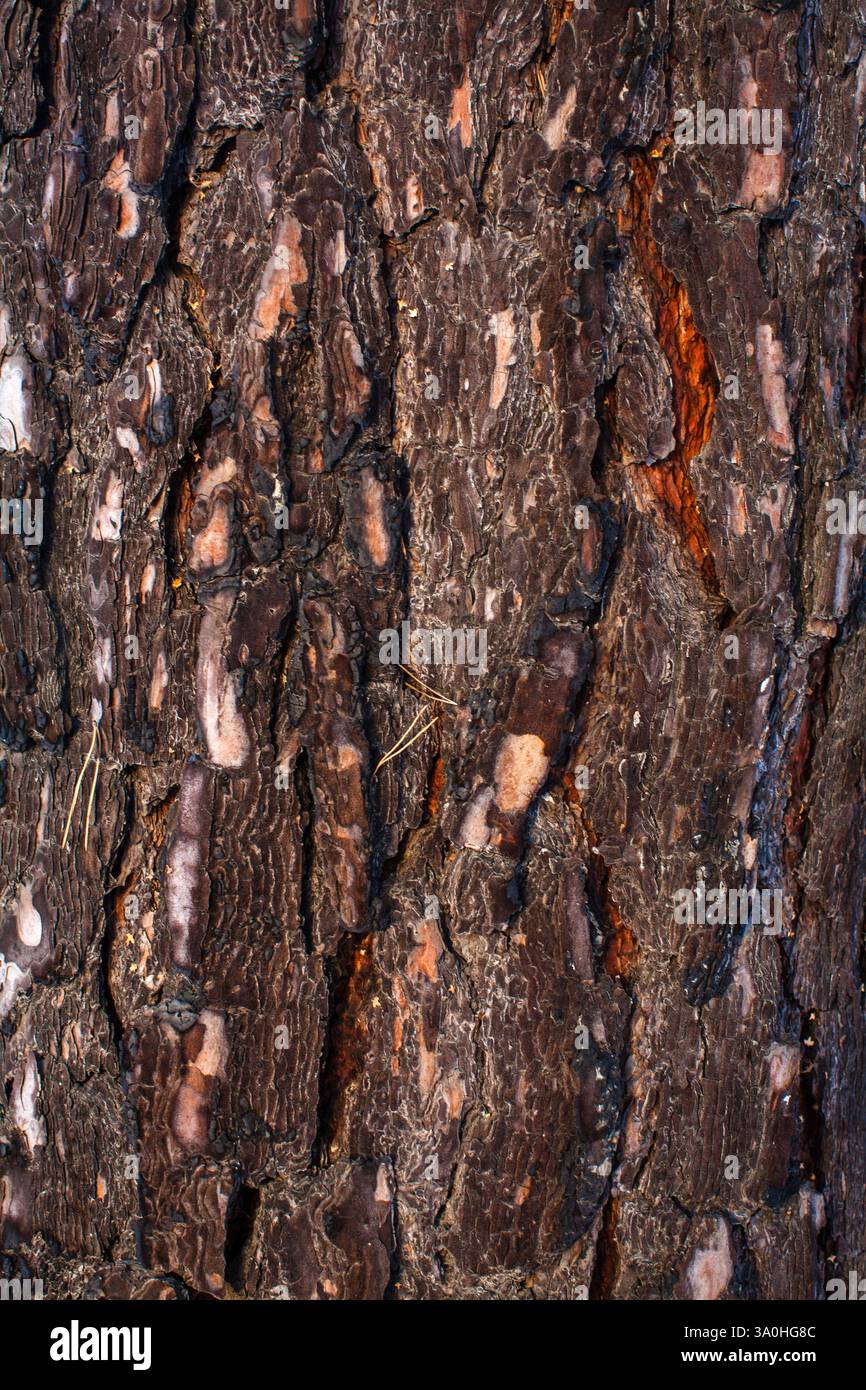 The photograph captures a close-up view of pine tree bark, highlighting its rough texture and ...