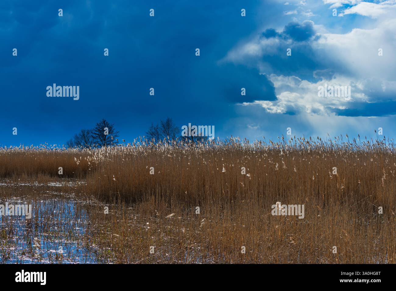 Tall golden grass sways gently in the cold air of a Swedish wetland ...