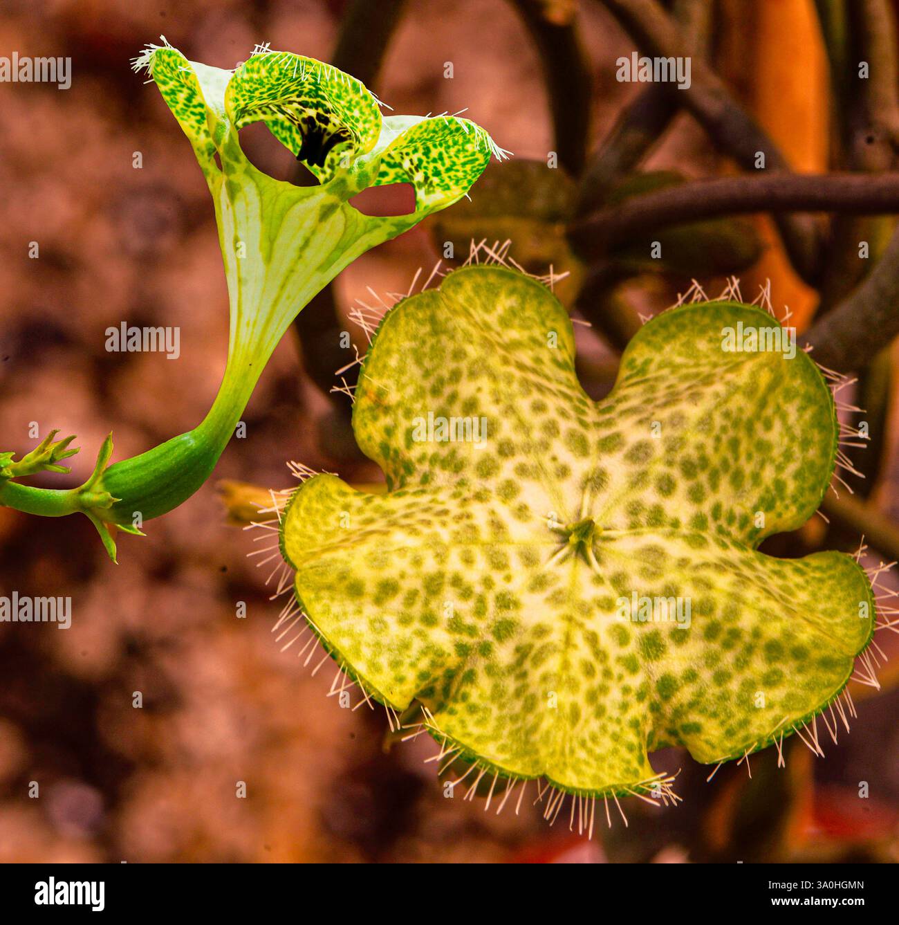 Parachute plant (Ceropegia sandersonii) umbrella flowers ...