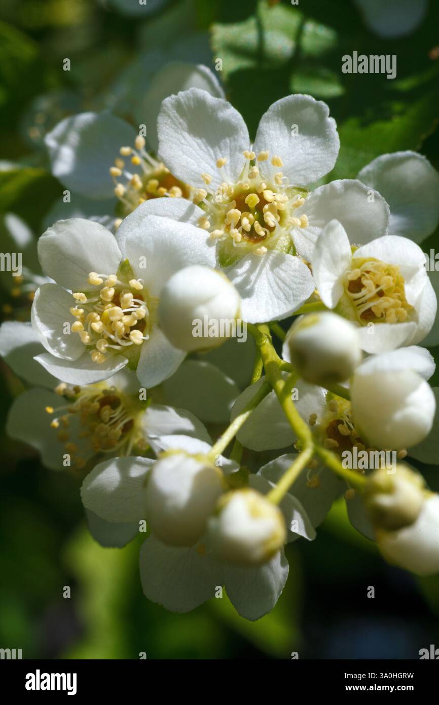 This close-up image captures a delicate cluster of bird cherry blossoms ...