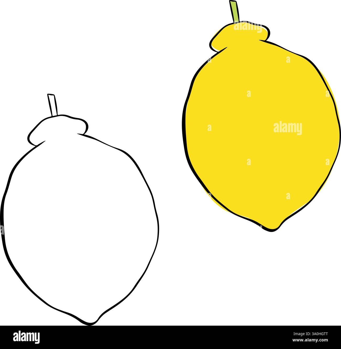Whole lemon graphic line ink illustration. isolated vector on ...