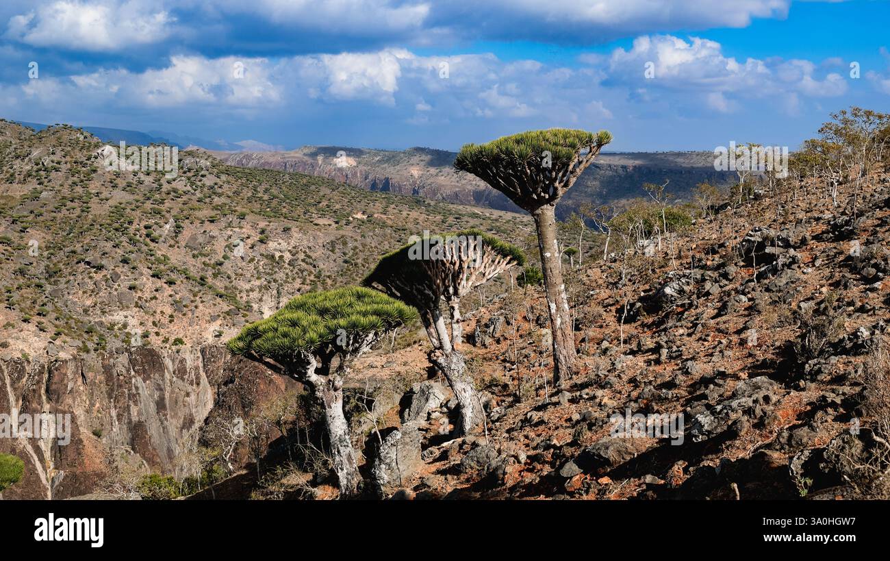 Dragon trees stand tall on Socotra Island, showcasing unique shapes ...