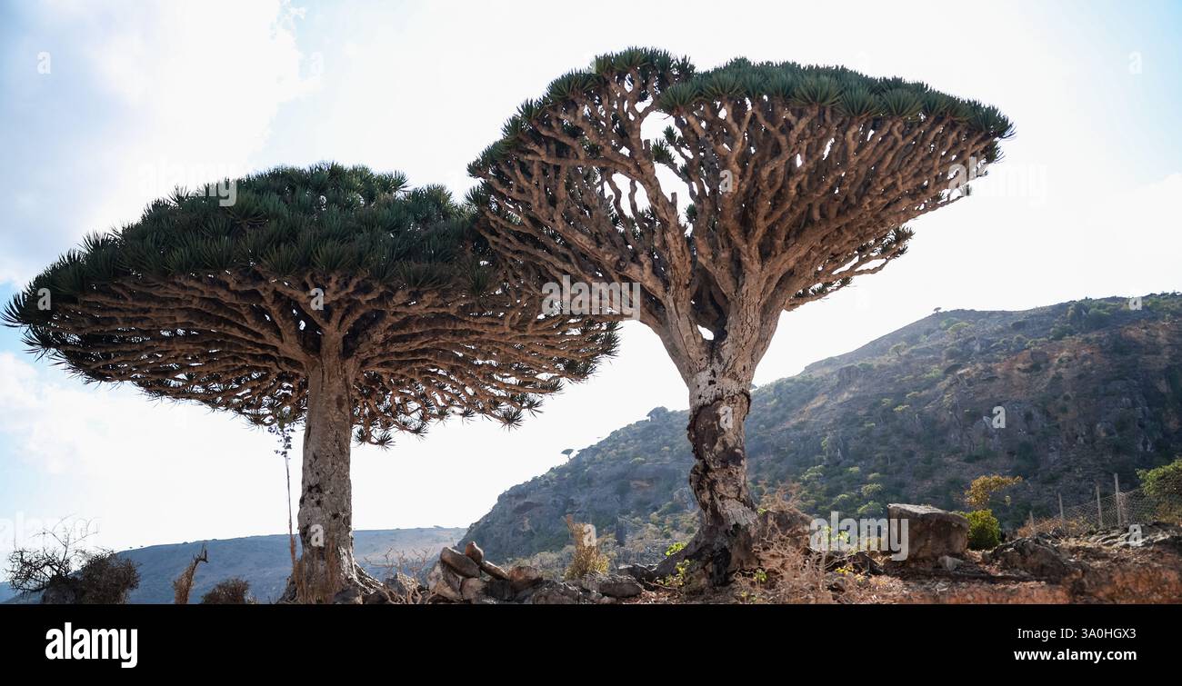 Dragon trees thrive in Socotra, showcasing their distinctive umbrella ...