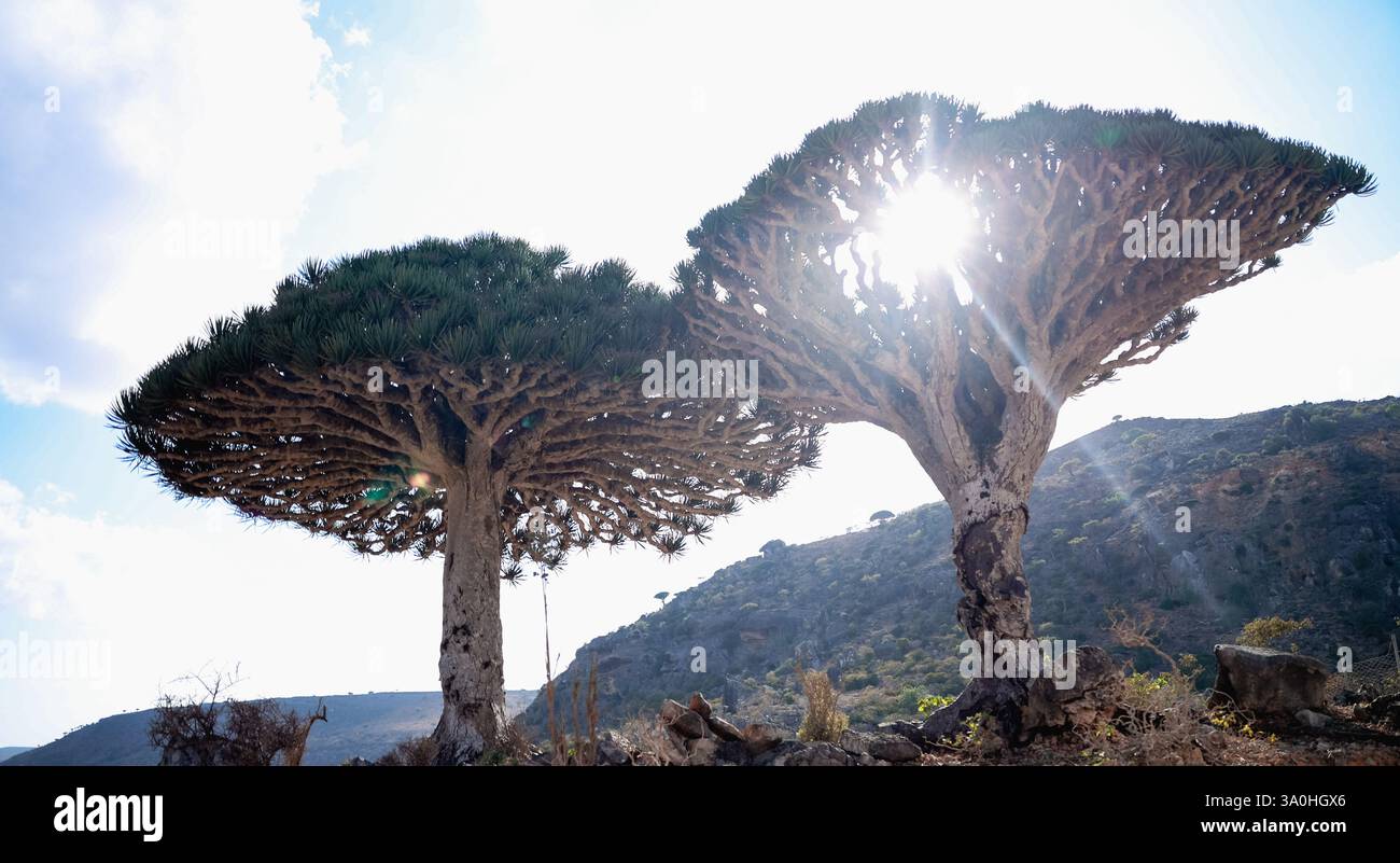 Two majestic dragon trees stand tall against a clear blue sky in ...