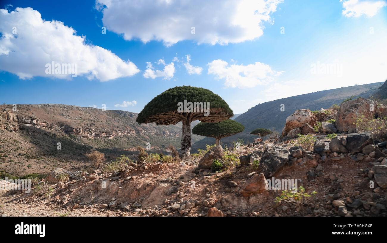 Majestic dragon trees stand tall on the rugged terrain of Socotra ...