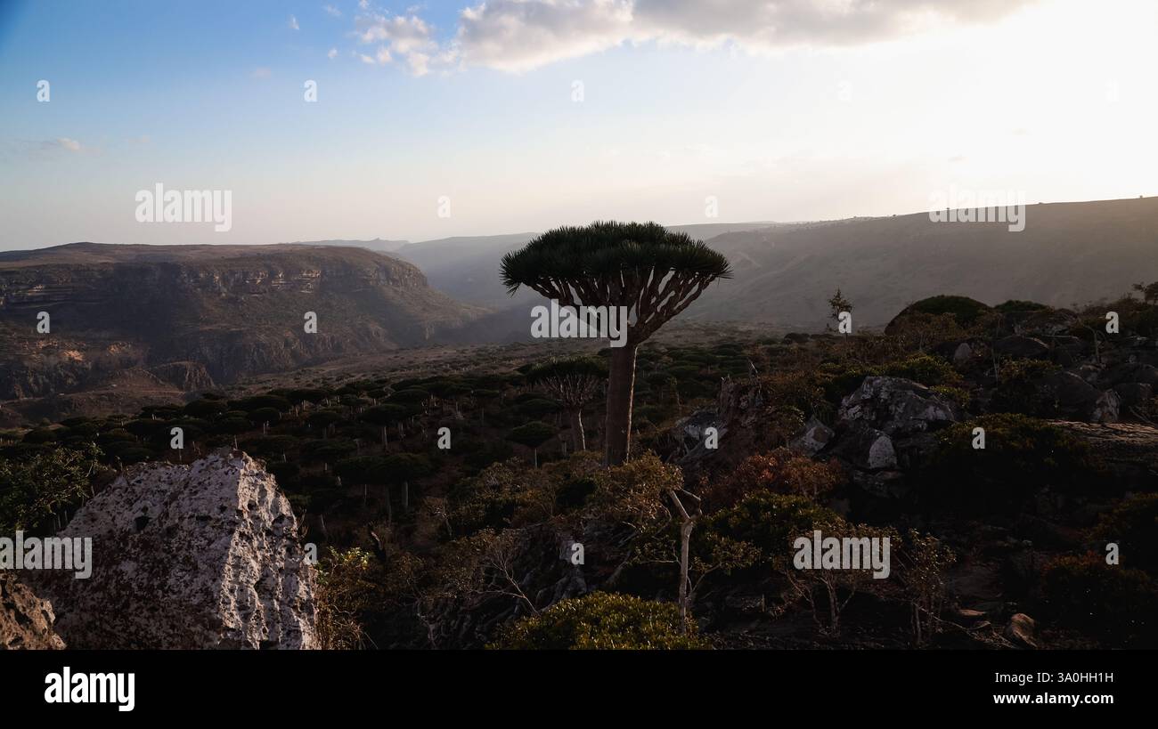 Majestic dragon trees stand tall in the Socotra landscape, showcasing ...