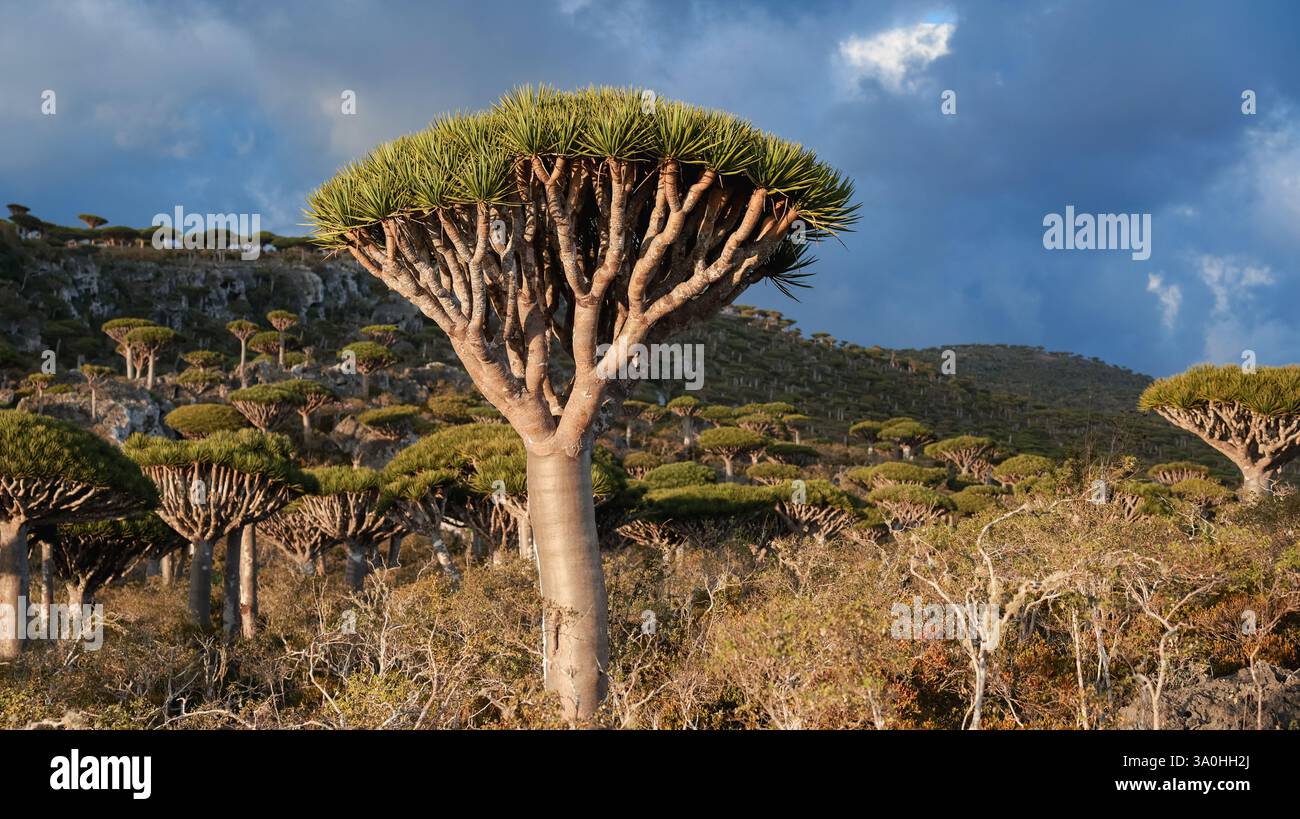 Dragon trees dominate the landscape of Socotra, showcasing their ...
