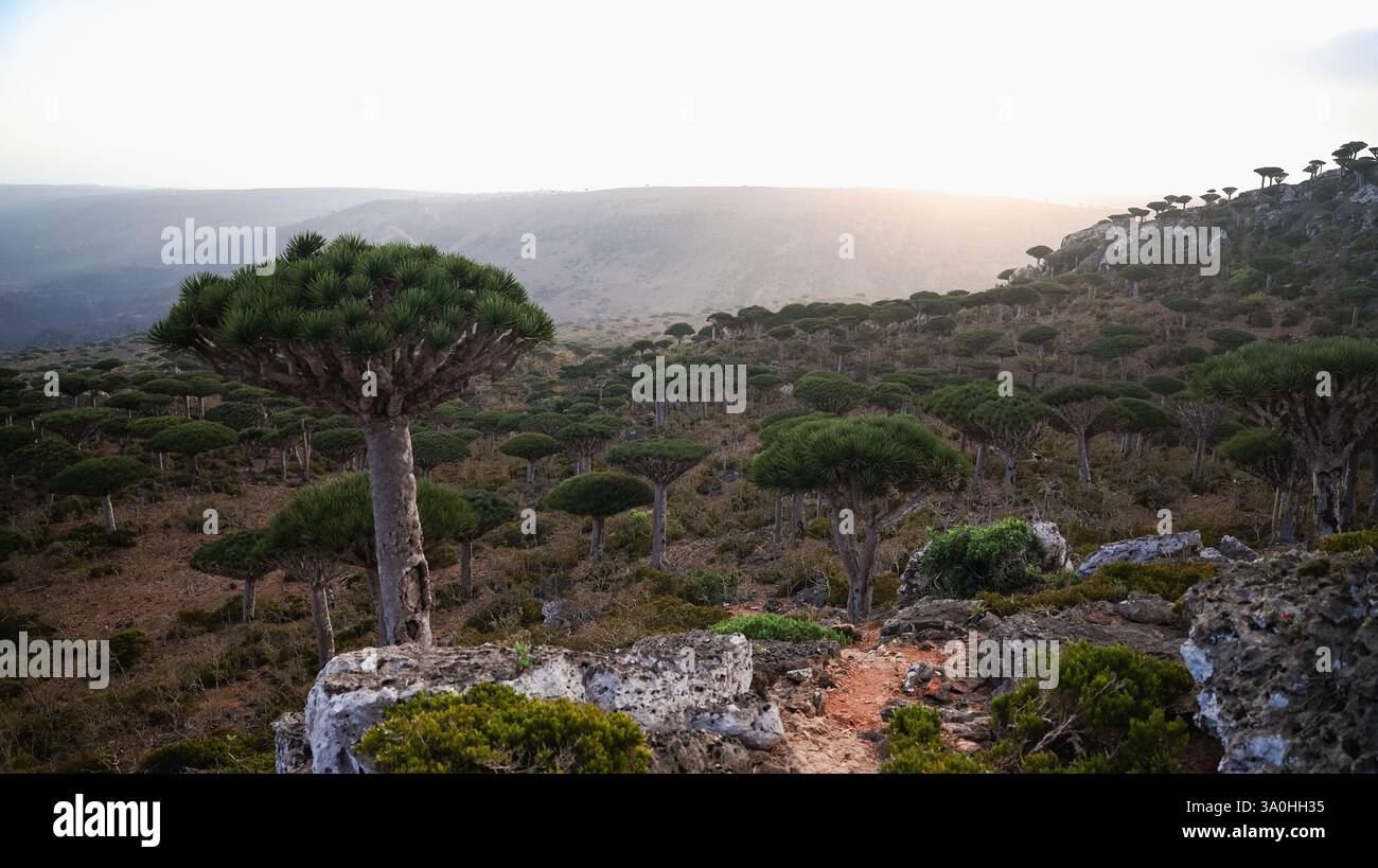 Dragon trees stand tall in the unique landscape of Socotra, showcasing ...