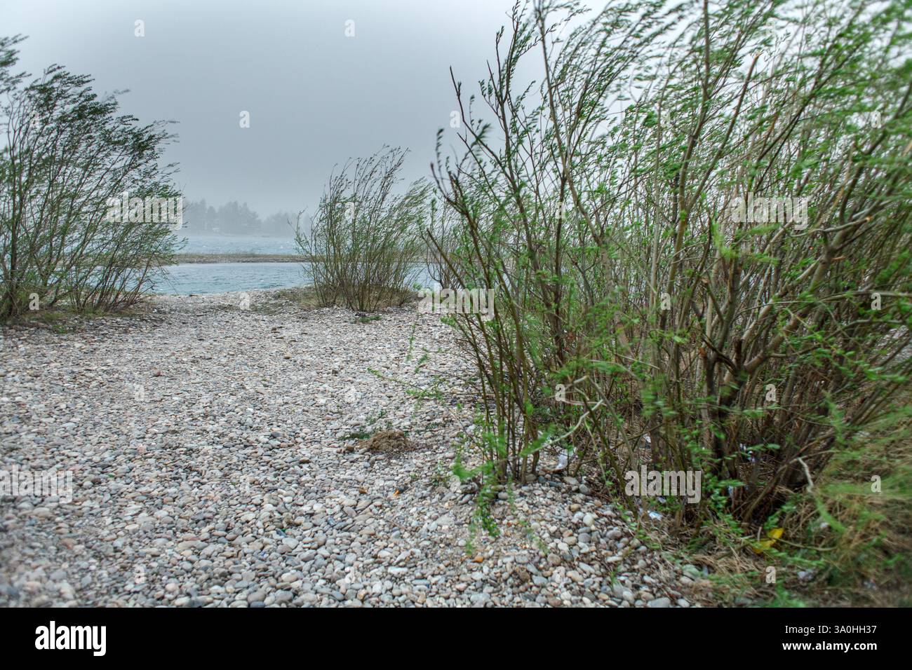 The image captures a stormy riverside scene, where small bushes with ...