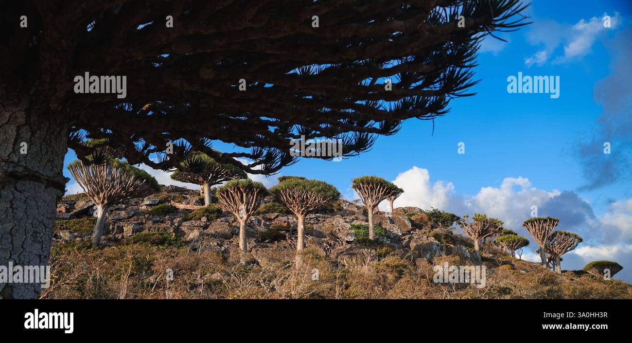 Towering dragon trees create a distinctive landscape in Socotra, an ...