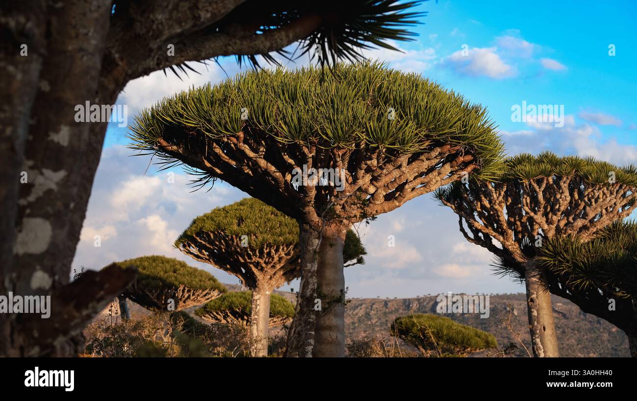 Dragon trees stand tall in Socotras unique landscape, showcasing their ...