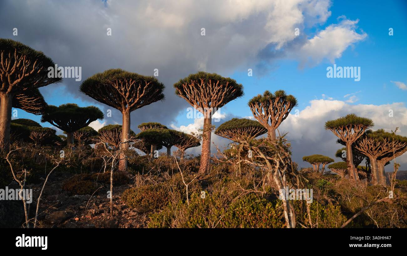 Discover the remarkable dragon trees of Socotra set against a vibrant twilight sky, showcasing ...