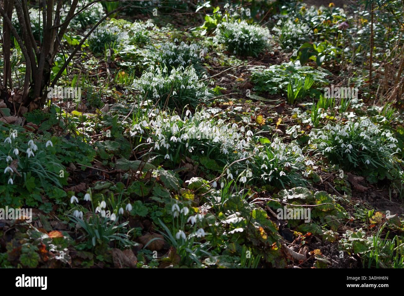 Snowdrops, Galanthus nivalis, in a winter garden bed with shrubs and ...