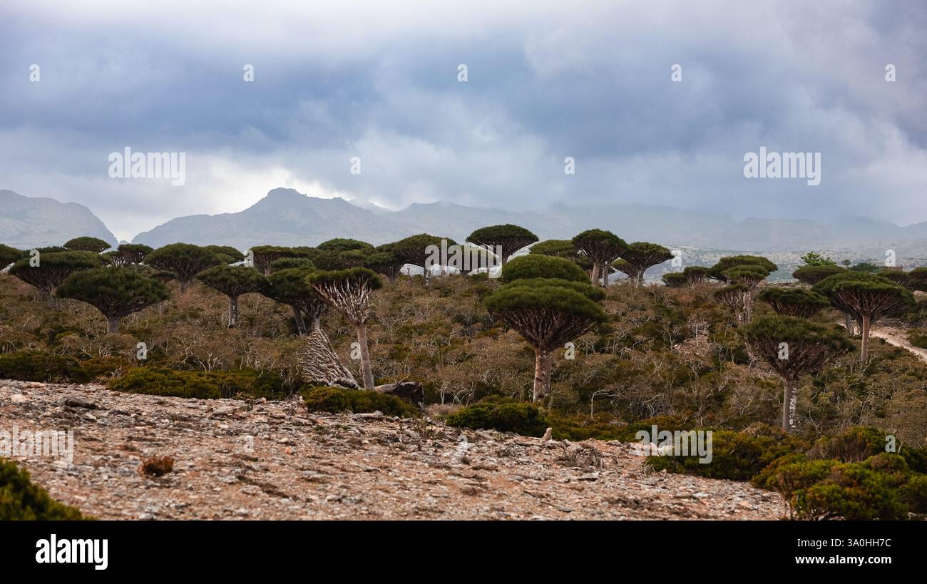 Dragon trees thrive in Socotras unique landscape, part of an ecosystem ...
