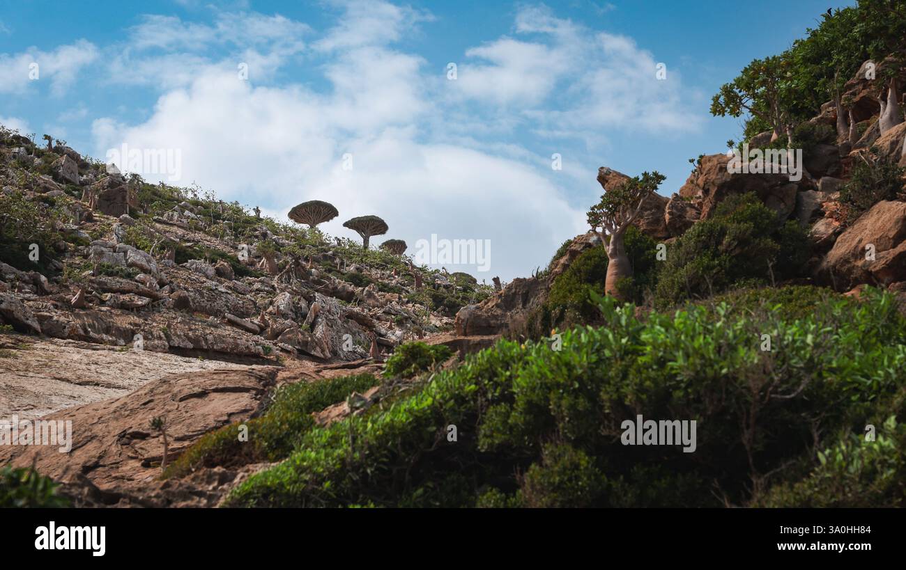 Unique dragon trees tower over rocky terrain in Socotra, showcasing the ...