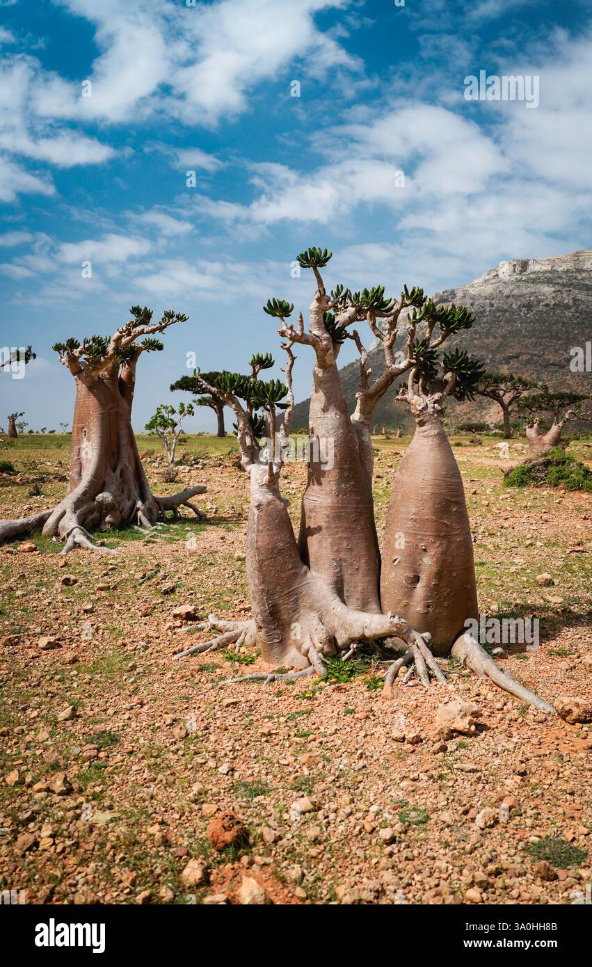 Dragon trees stand tall against a backdrop of rocky terrain and a ...