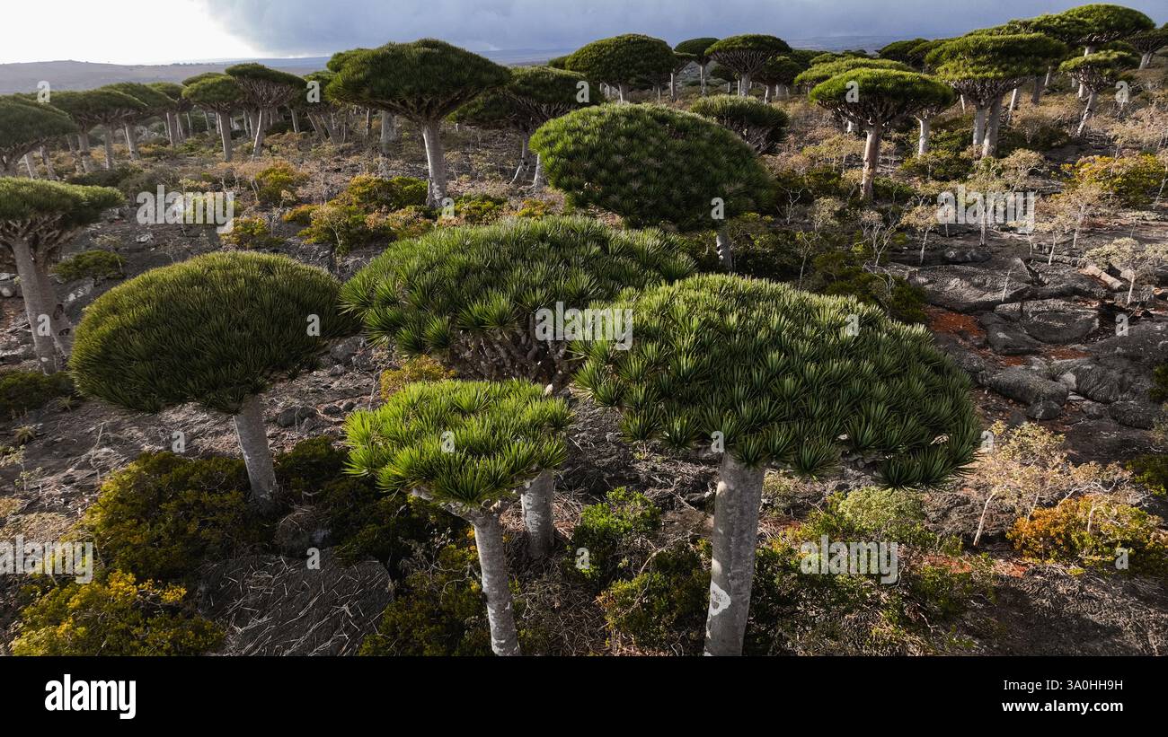 Dragon trees thrive in Socotras unique ecosystem, creating a striking ...