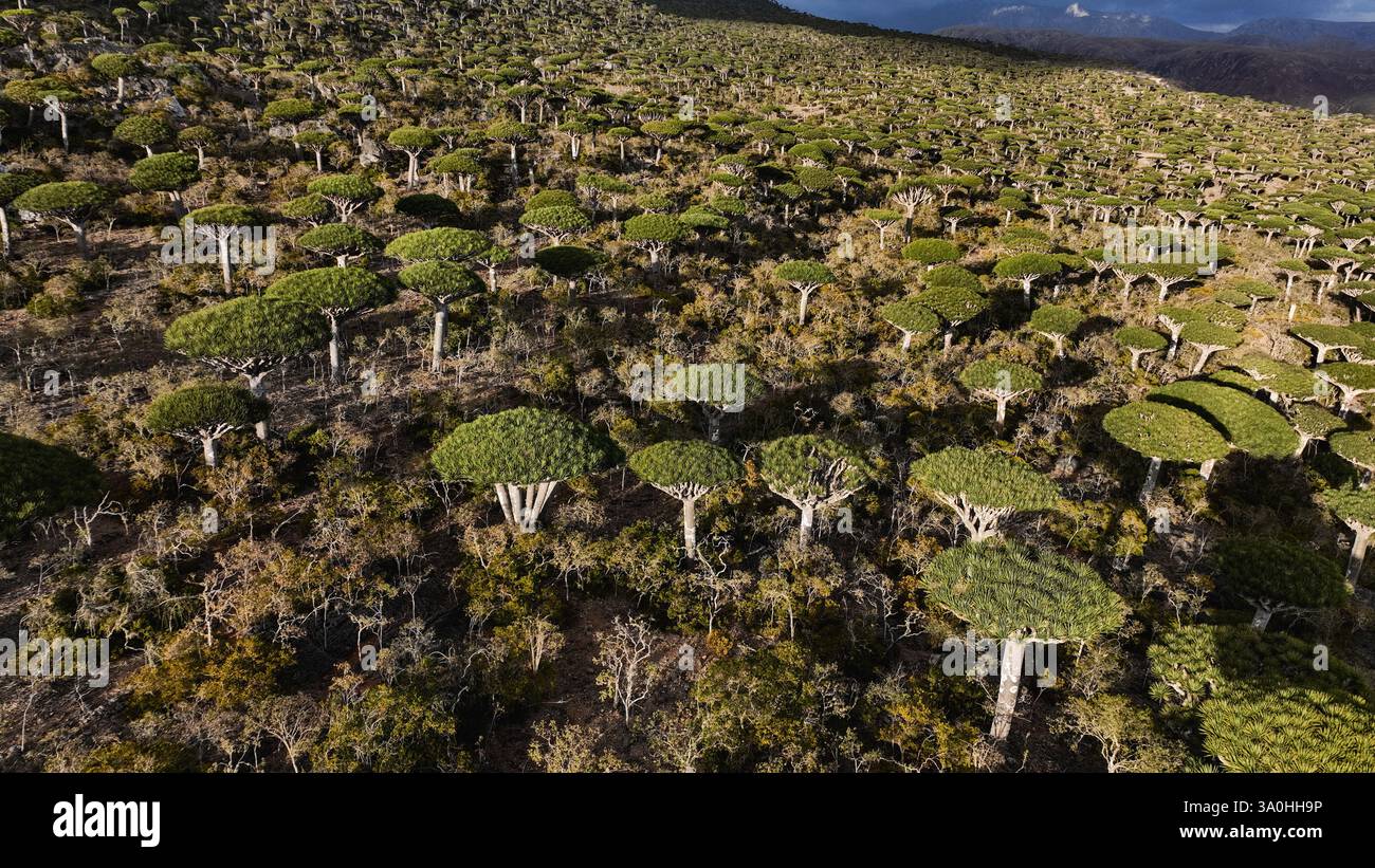 Explore the stunning expanse of Socotra, where unique dragon trees ...