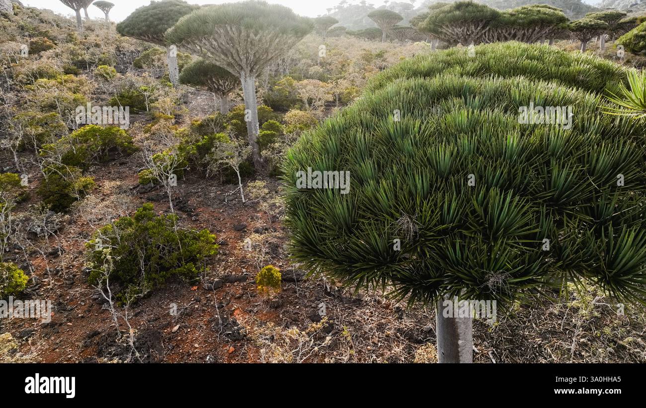 Unique Dragon Trees stand tall among the diverse flora of Socotra ...