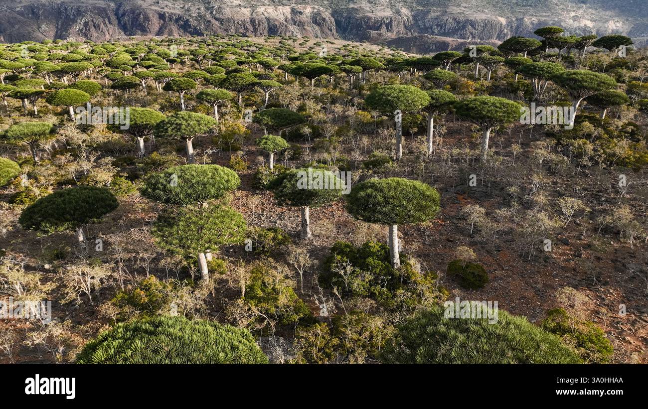 Dragon trees populate the rugged terrain of Socotra, showcasing their ...