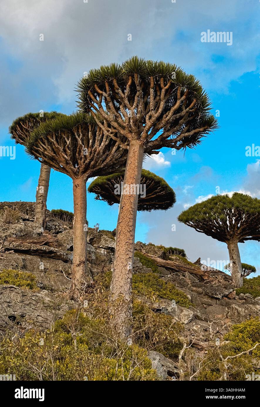 Socotras Dragon Trees display unique canopy shapes against the azure ...