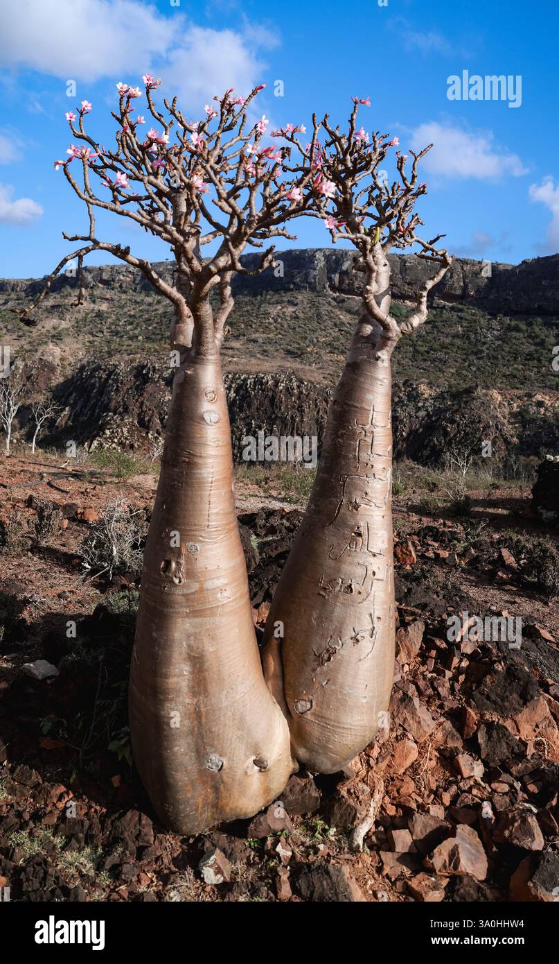 Dragon blood trees stand tall on Socotra Island, showcasing their ...