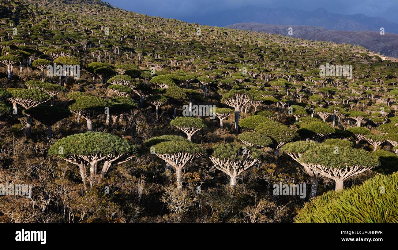 Dragon blood trees dominate the unique ecosystem of Socotra Island ...