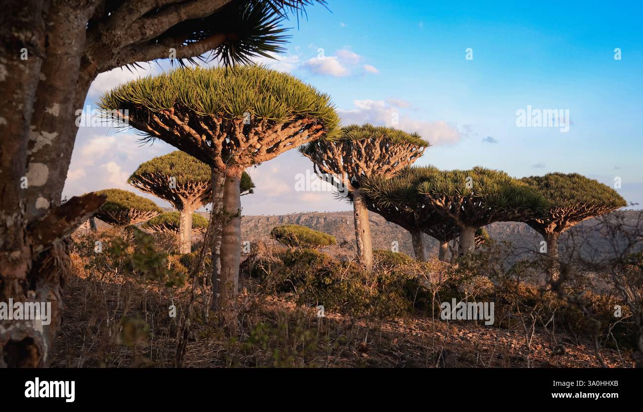 Dragon blood trees create a distinct landscape on Socotra Island ...