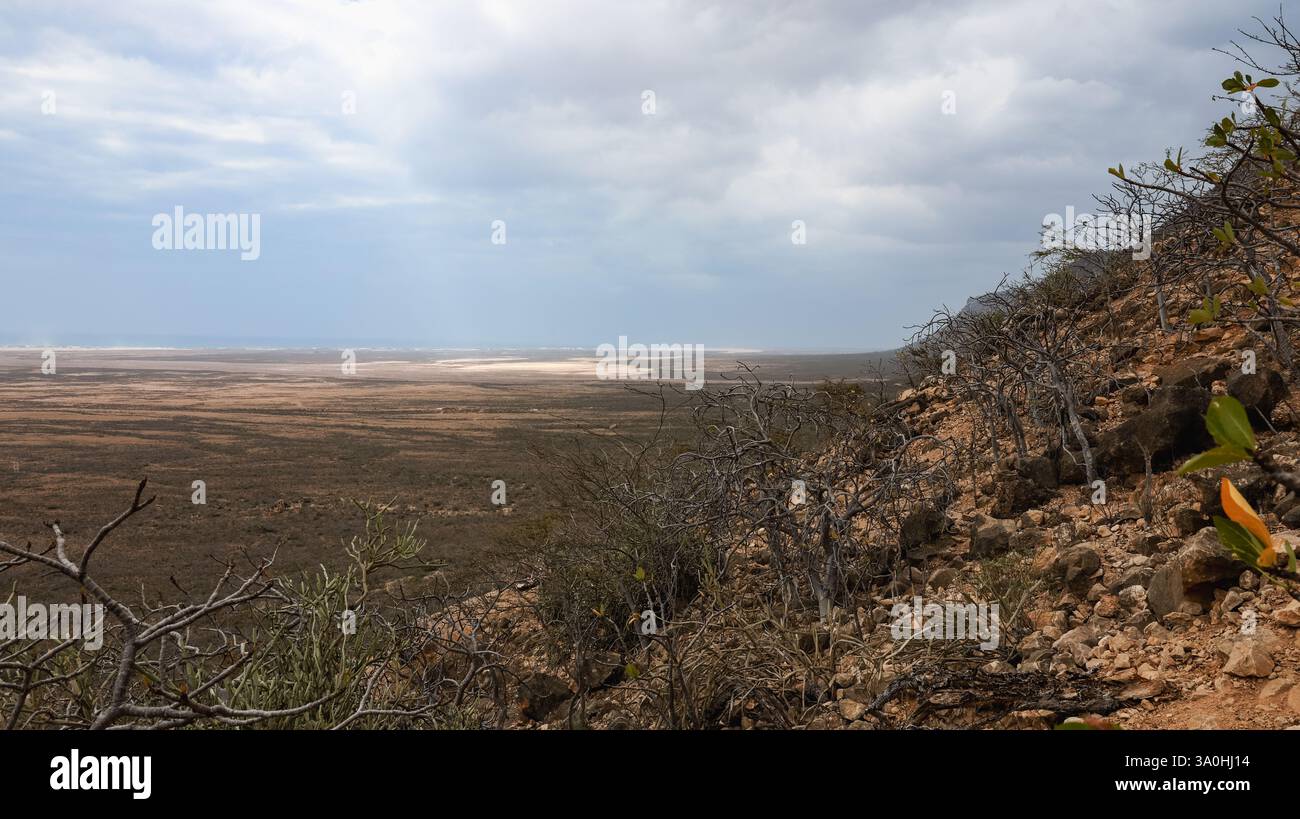 A breathtaking view of the Socotra landscape reveals unique vegetation ...