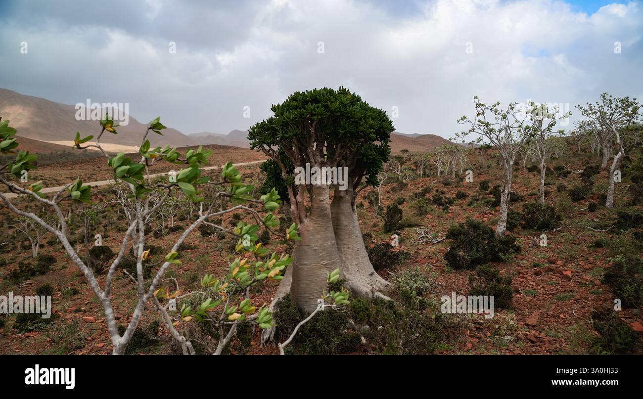 Socotra Island displays its unique biodiversity with unusual tree ...
