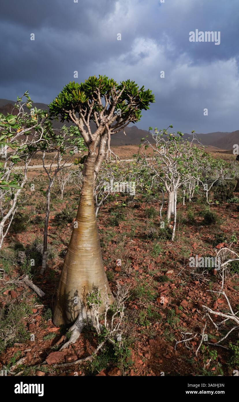 A dragon blood tree rises above the rugged terrain of Socotra ...